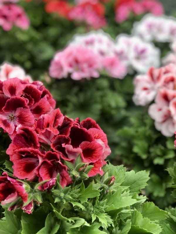 Seasonal – Barnby Nursery Centre